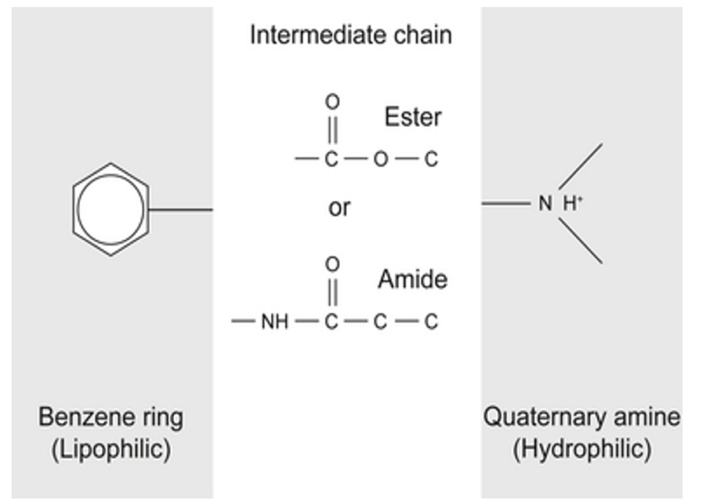 Local Anesthetics - BioPharma Notes