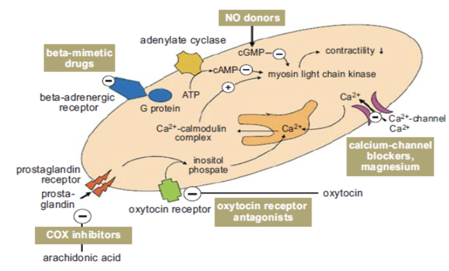 Tocolytics - BioPharma Notes
