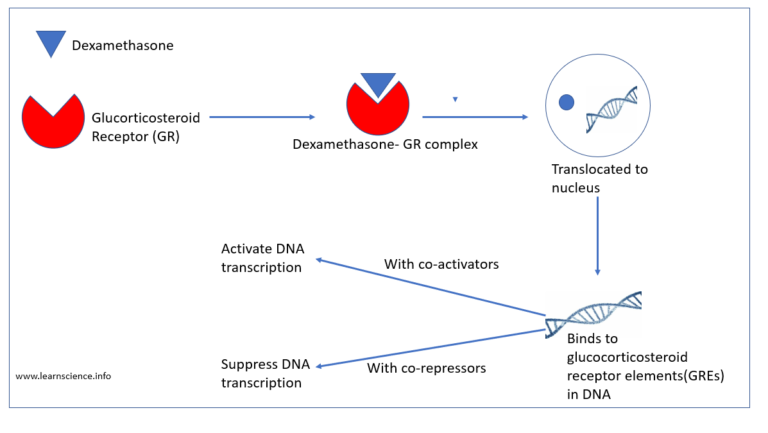 Dexamethasone - BioPharma Notes