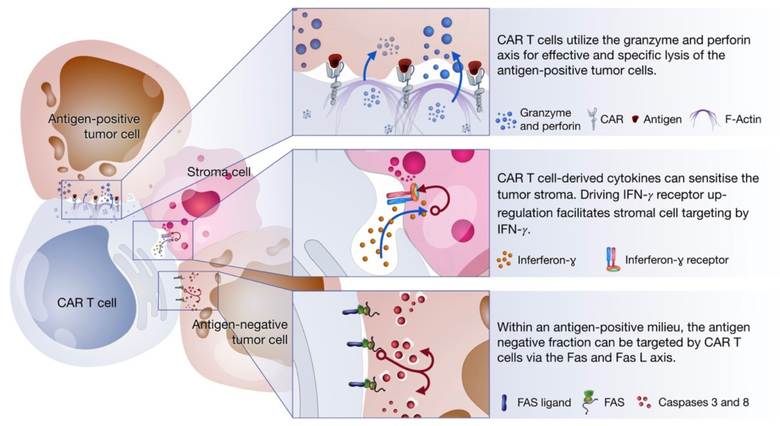 CAR T-Cell Therapy - BioPharma Notes