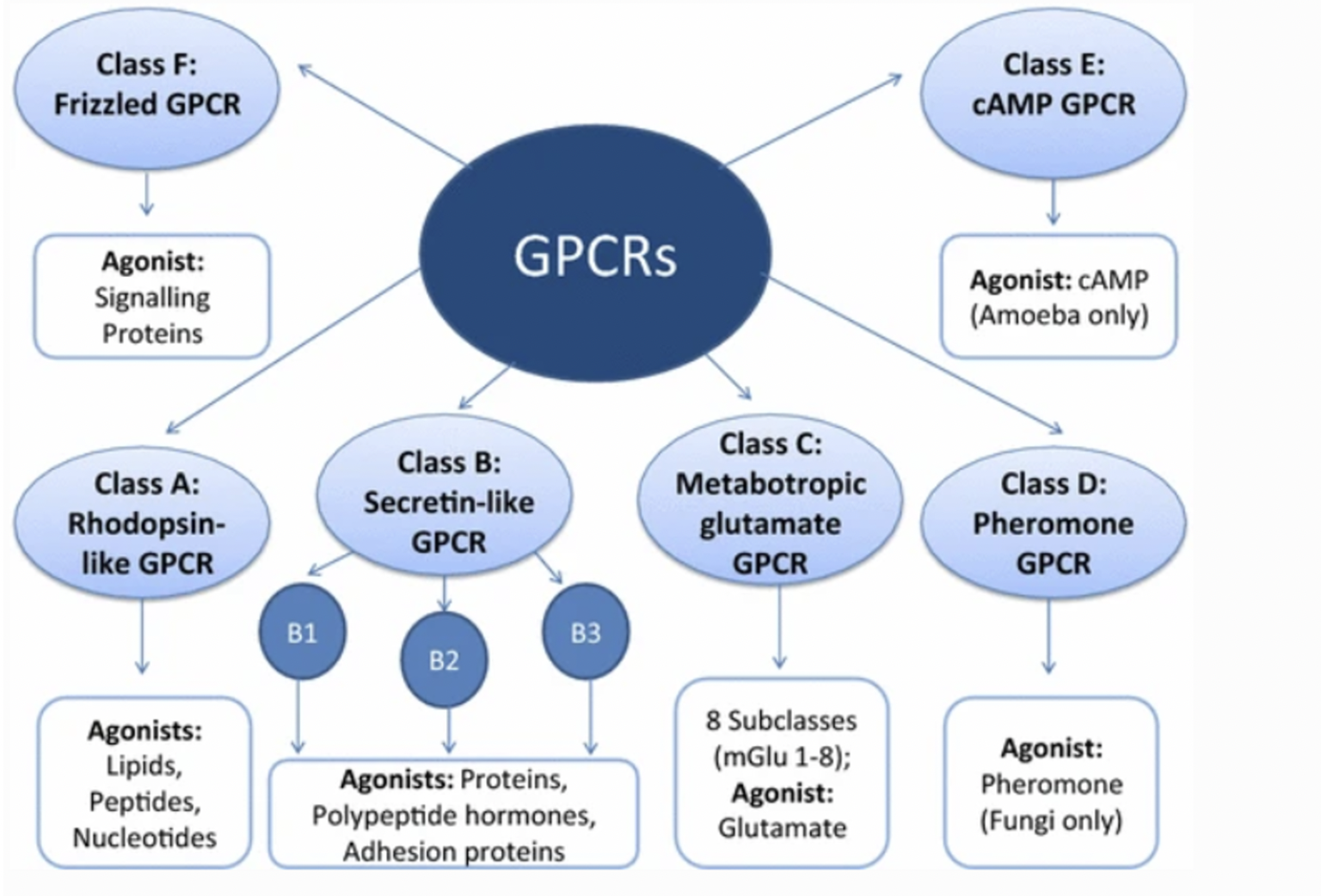 G-protein Coupled Receptor- location, structure, classification ...