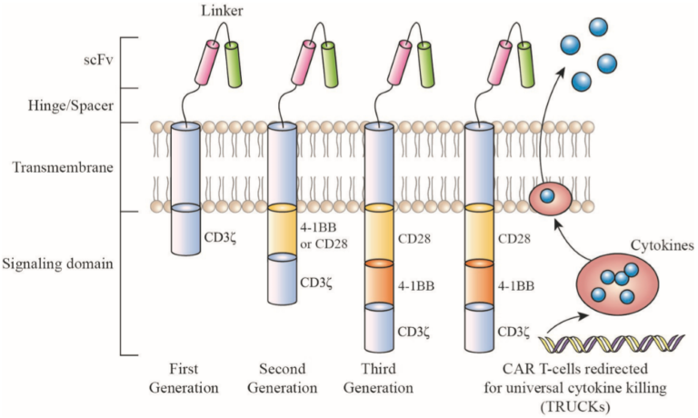 CAR T-Cell Therapy - BioPharma Notes