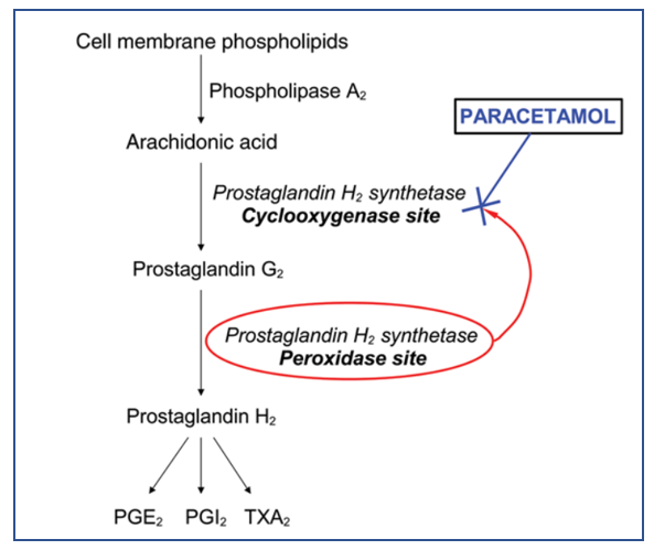 Paracetamol - BioPharma Notes