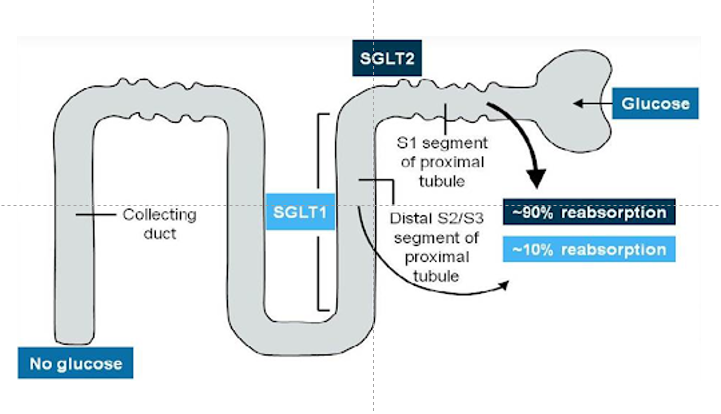 SGLT-2 Inhibitors - BioPharma Notes