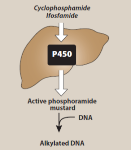 Cyclophosphamide - BioPharma Notes