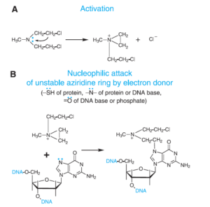 Alkylating agents - BioPharma Notes