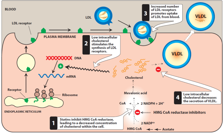 Statins - BioPharma Notes