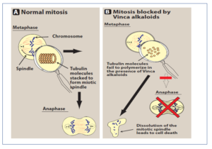 Vinca alkaloids - BioPharma Notes