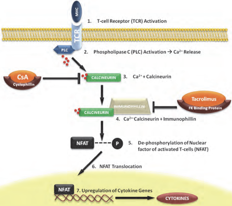 Tacrolimus - BioPharma Notes