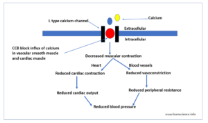 Verapamil - BioPharma Notes