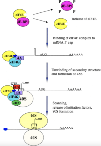 eIF4F (eukaryotic initiation factor 4F) - BioPharma Notes