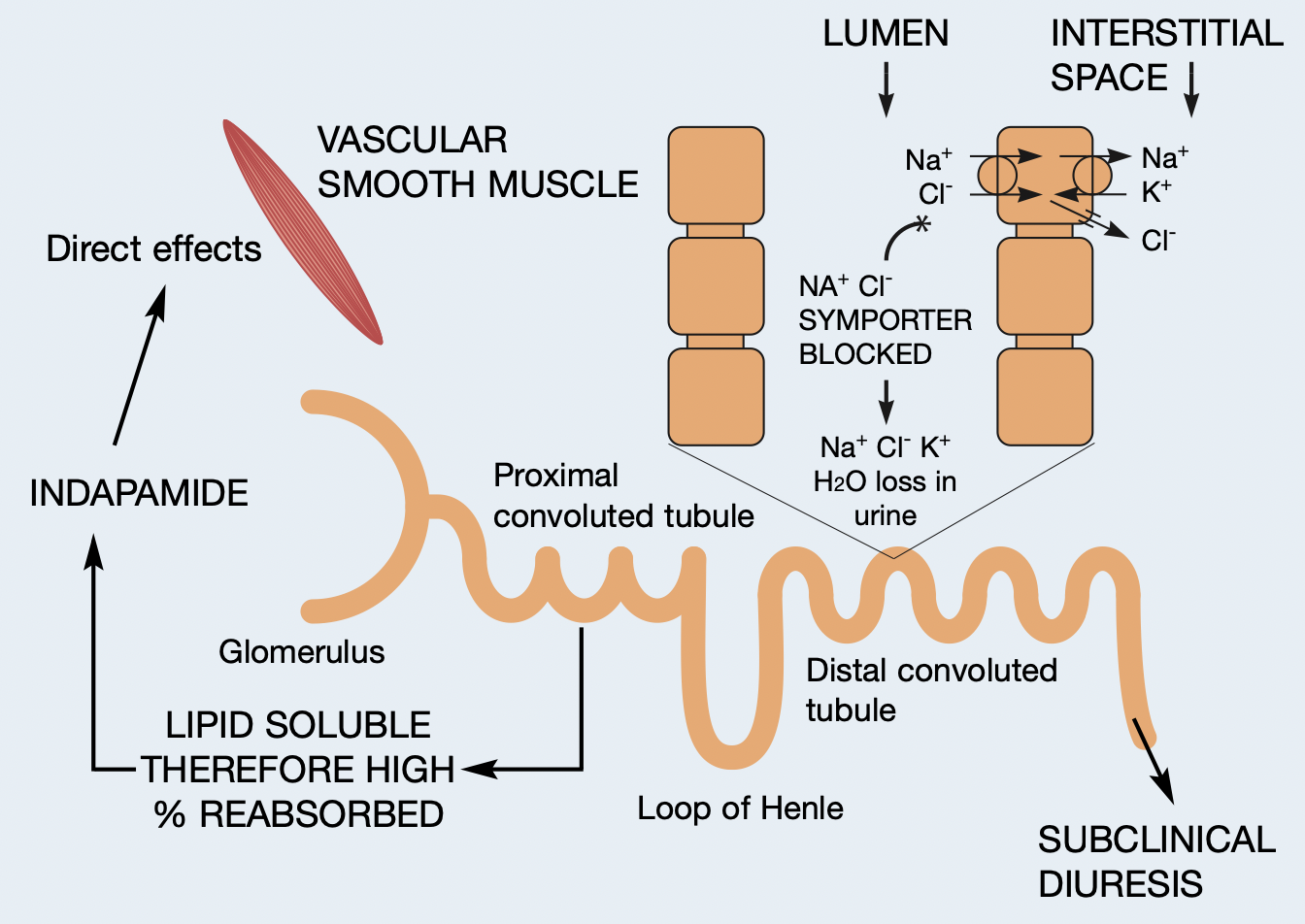 Indapamide Pharmacology - BioPharma Notes