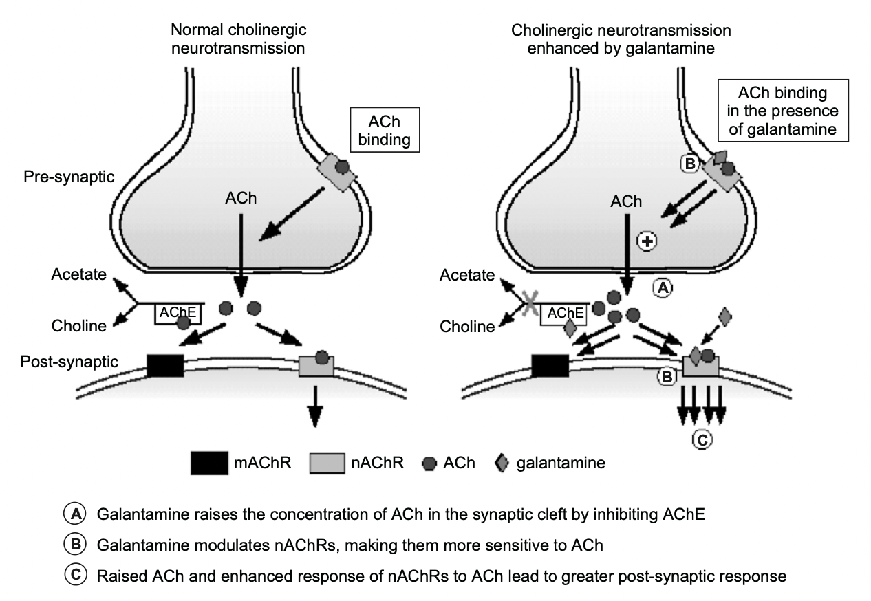 Galantamine BioPharma Notes Galantamine BioPharma Notes